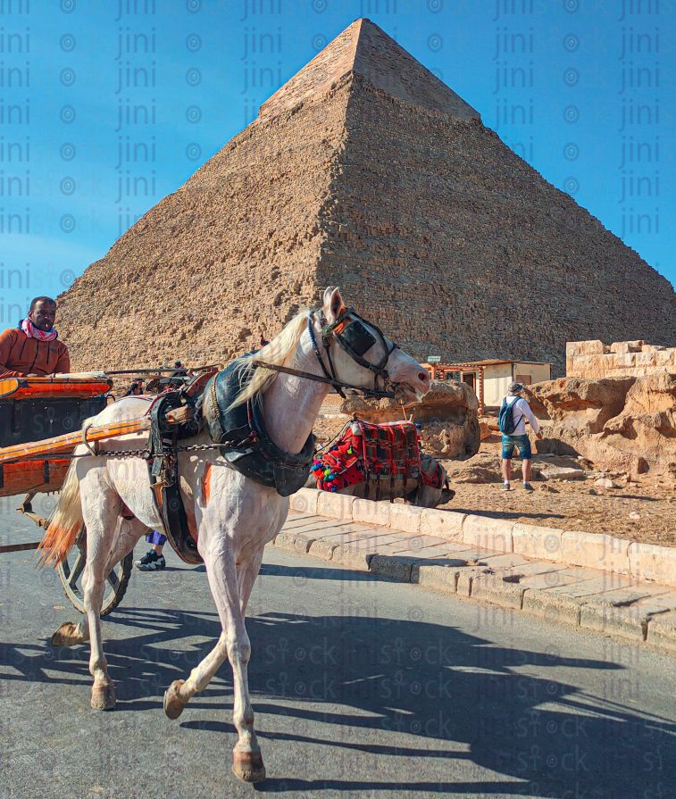 A carriage car great pyramids of giza stock image with high quality | Jini Stock