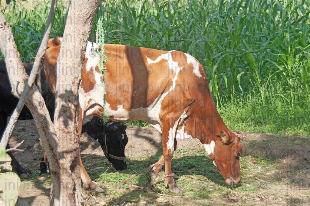 A farm in the Egyptian countryside in Fayoum. A cattle, agriculture ...