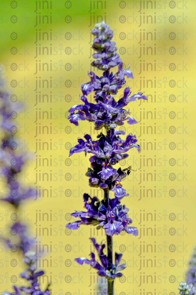 Lavender flower, spring flowers, roses, Lavender aroma | Jini Stock